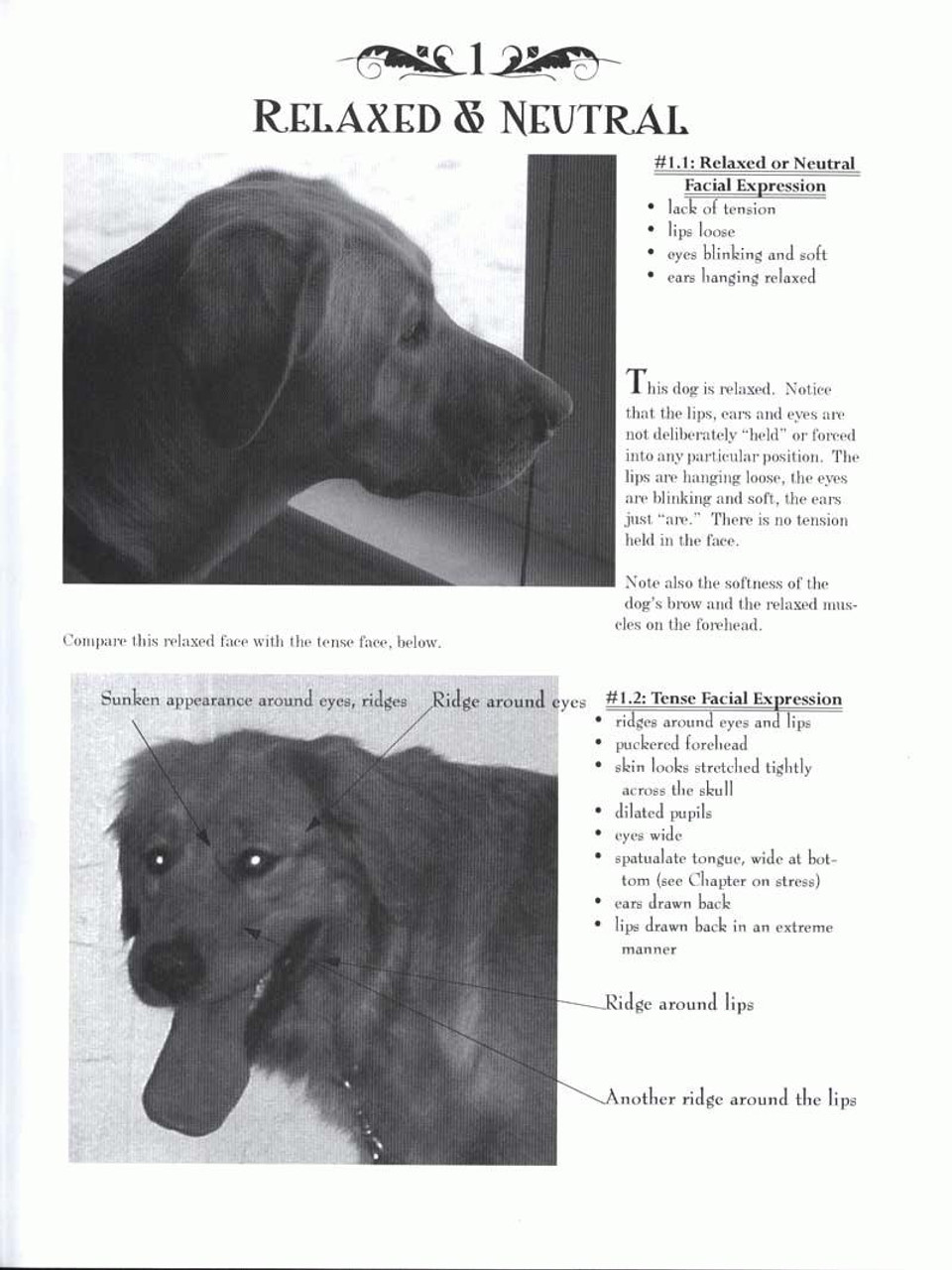 Canine Body Language - A Photographic Guide - Dogwise