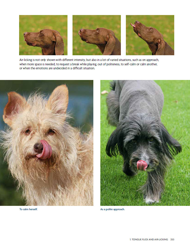 Dogs in Translation – A Unique Journey of Observation and Interpretation