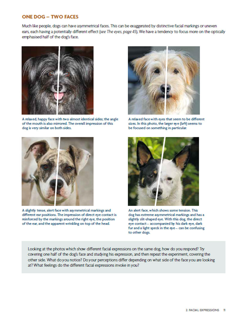 Dogs in Translation – A Unique Journey of Observation and Interpretation