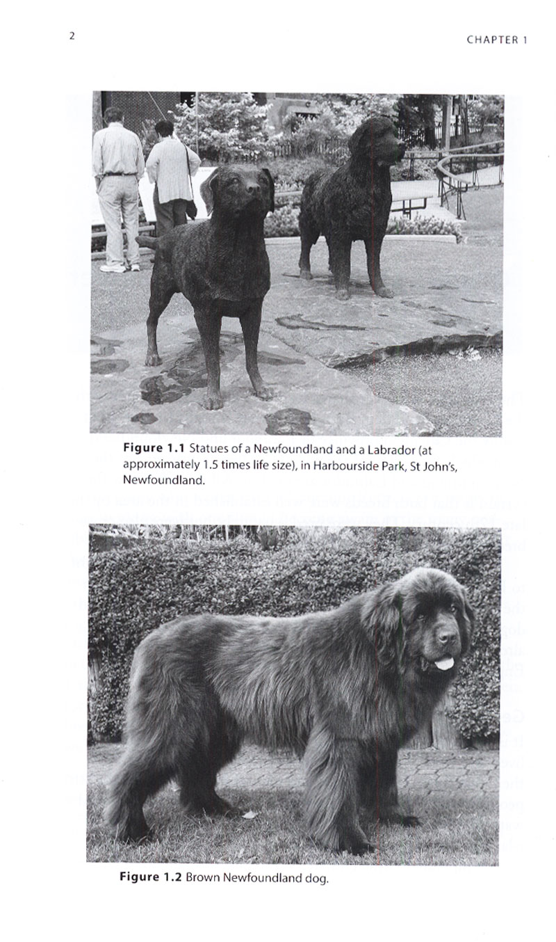 The Labrador Retriever: From Hunting Dog to One of the World's Most ...