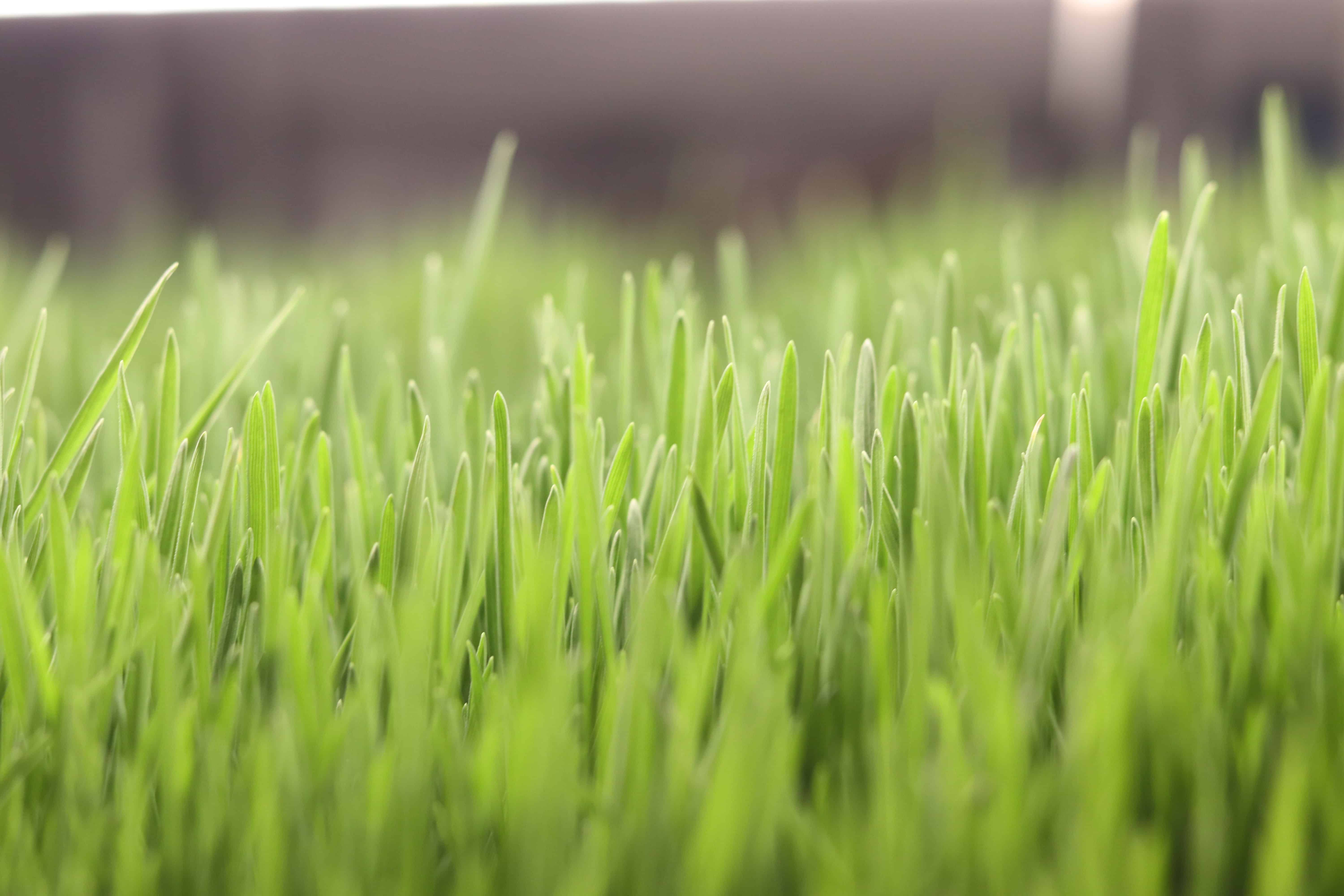 Grass On the Go: Flash Frozen Live Wheatgrass Juice Grass Shots