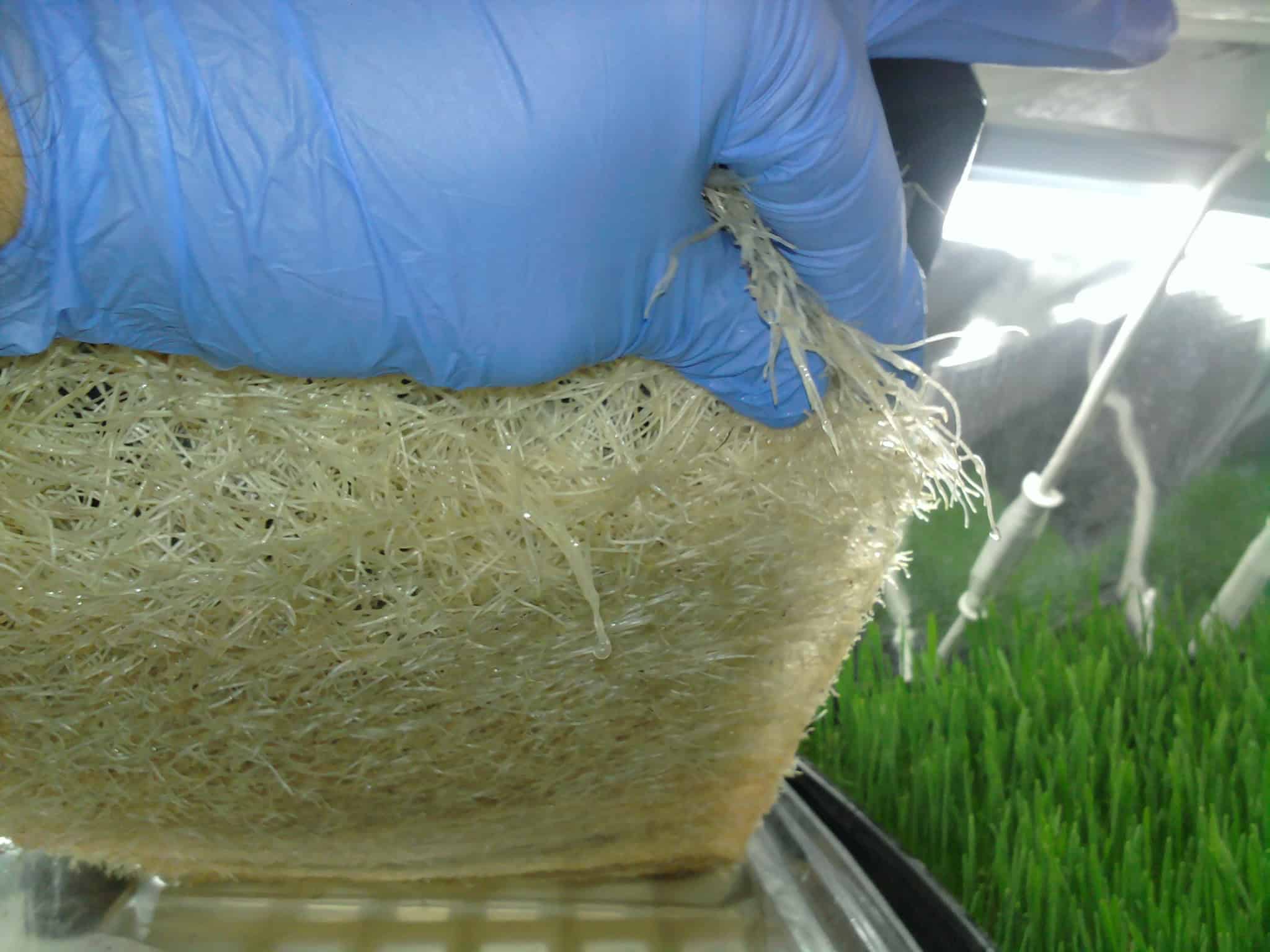 Grass On the Go: Flash Frozen Live Wheatgrass Juice Grass Shots