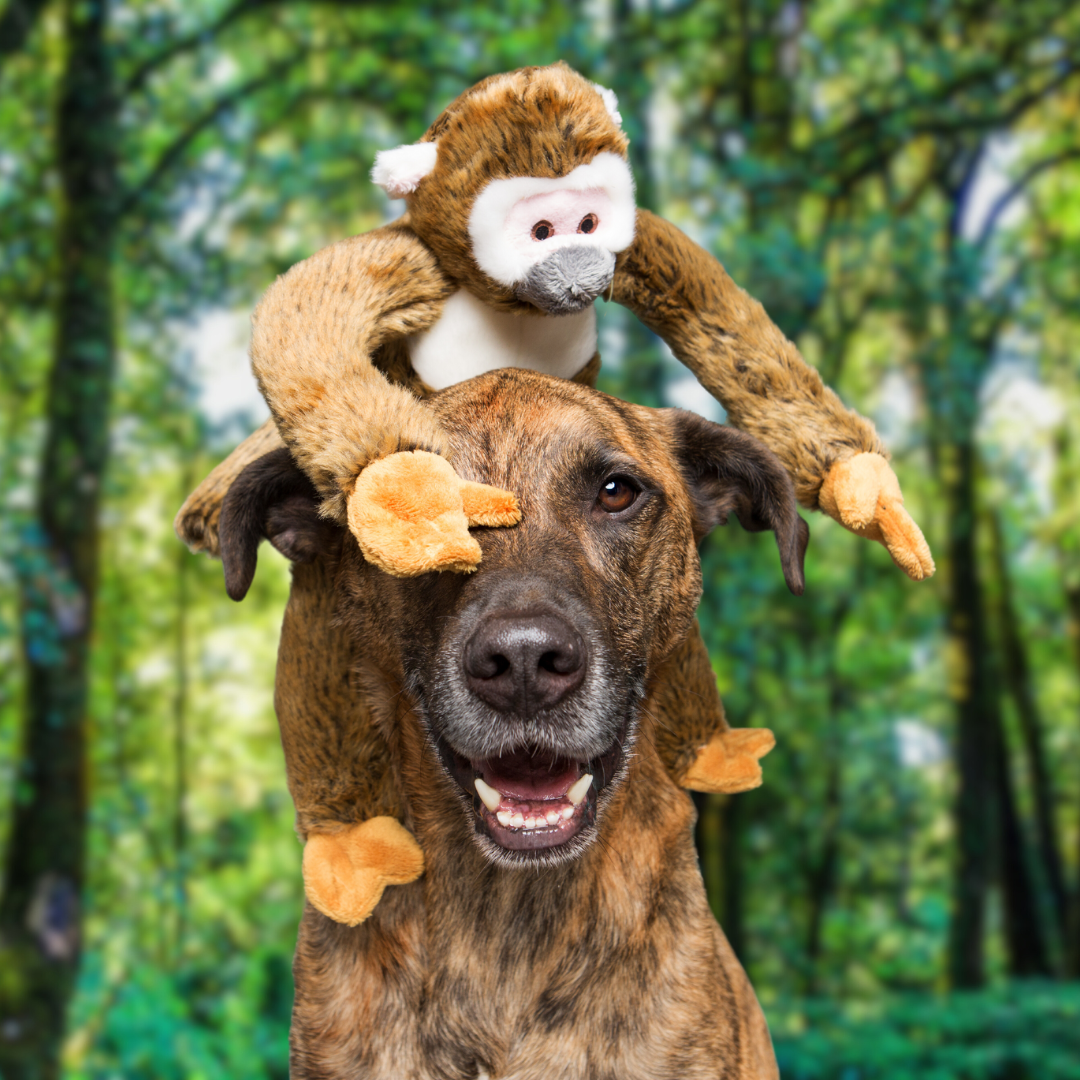 Albert Monkey