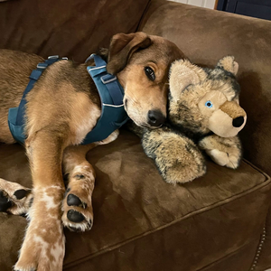 Shop - Fluff and Tuff