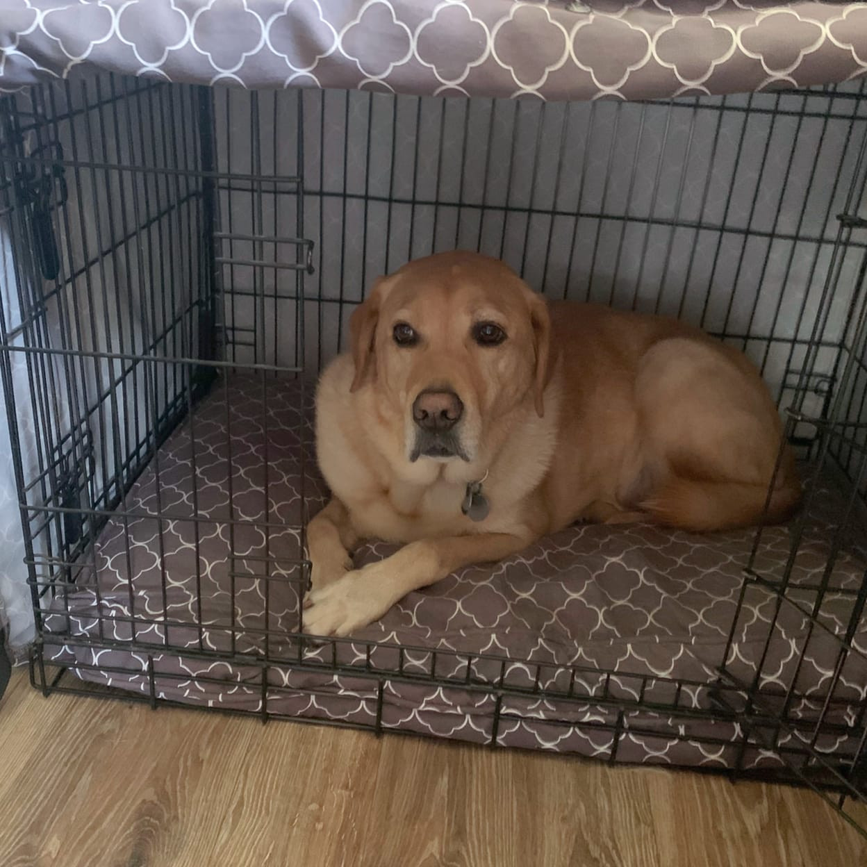 Warm Gray/Grey Crate Bed Cover for 24-54 inch Dog Crates & Kennels ...
