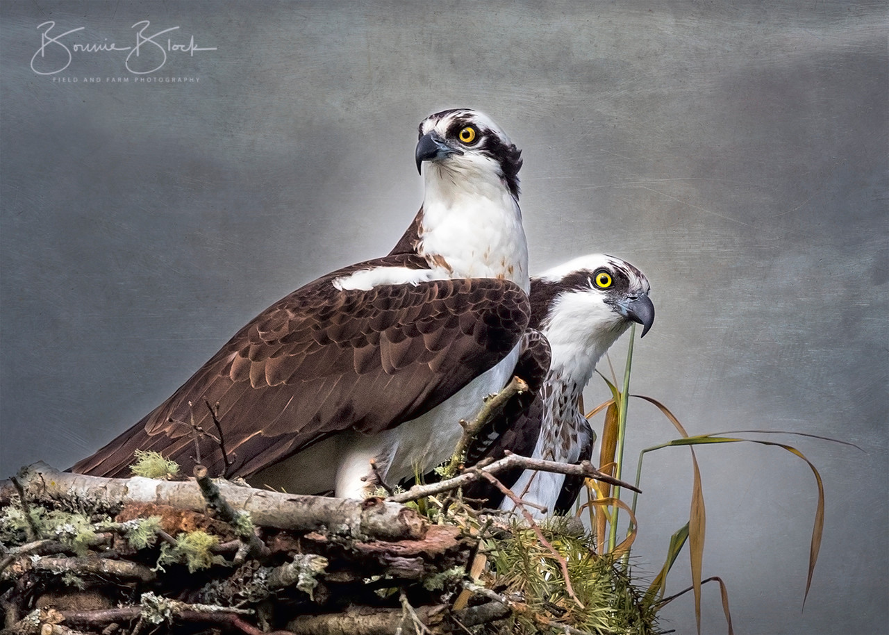 Perfect Pair - Osprey by Bonnie Block 14" x 10" - Farm Diggity