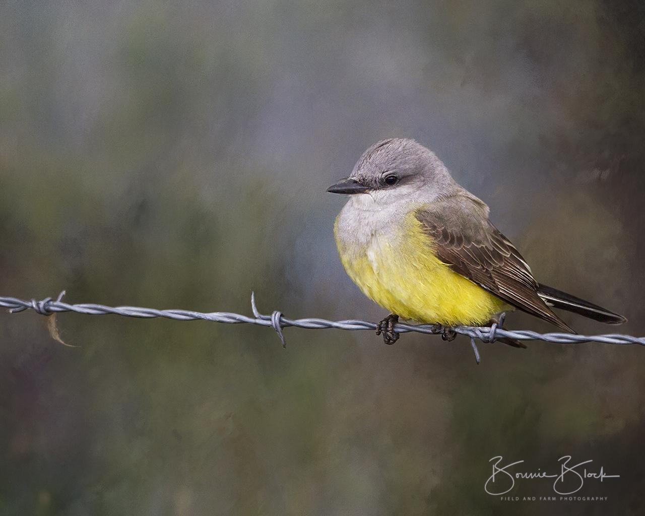 Baby Western Kingbird