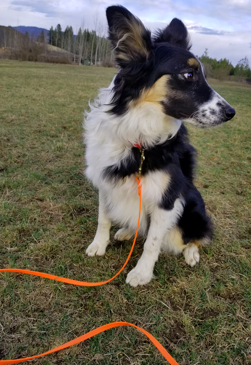 long line / check cord, made from biothane