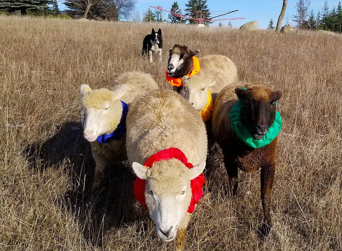 Sheep Collars , for marked and international sheds.