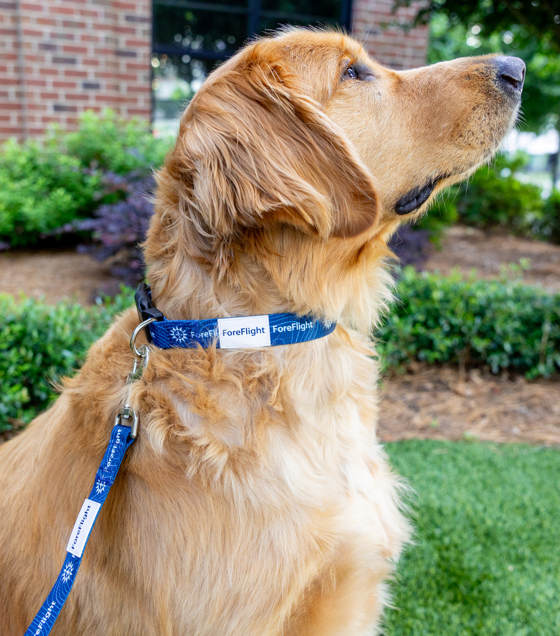Pet Collar | ForeFlight Gear