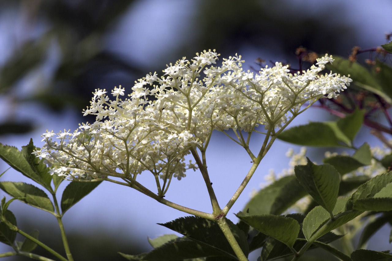 50 Elder Flower Hedge Plants 1-2ft,Make Elderberry Wine & Elderflower ...