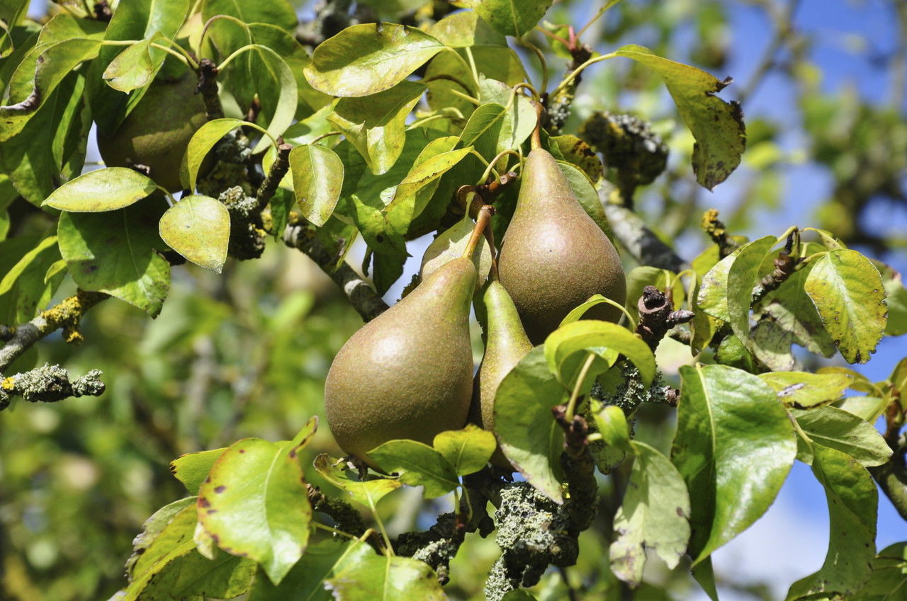 Dwarf Patio Conference Pear Tree in a 4L Pot, Miniature, Self-Fertile ...