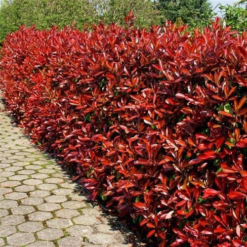 10 Photinia Red Robin Hedging Plants 40-60cm Bushy Evergreen Hedge ...