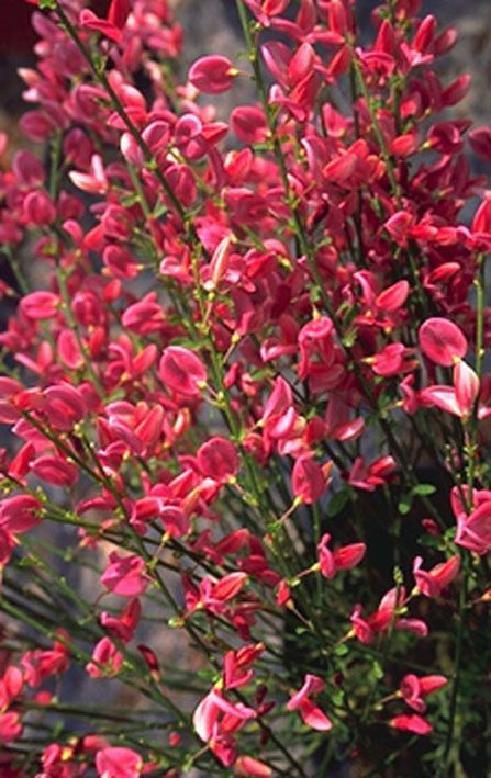 1 Red Broom Cytisus x boskoopii Boskoop Ruby Plant in 9cm Pot, Stunning ...
