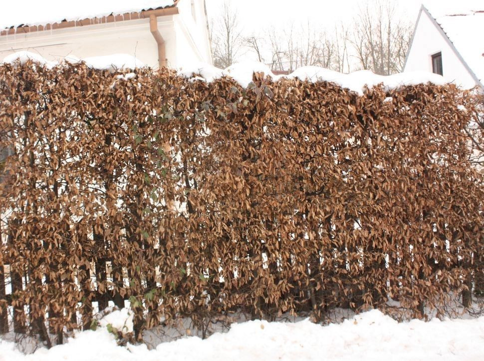 1 Hornbeam 2-3ft Hedging Plant, 60-90cm Carpinus Betulus Tree, Winter ...
