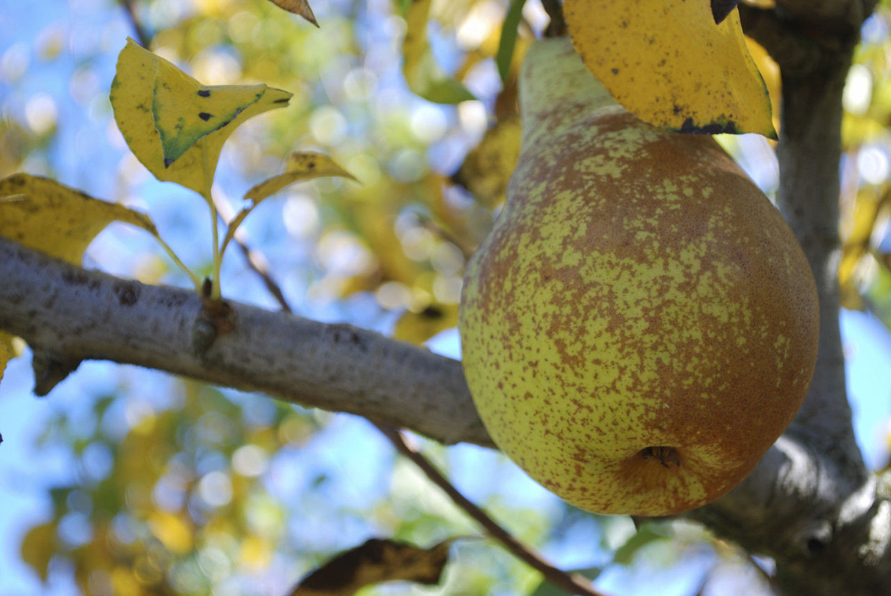 Dwarf Patio Conference Pear Tree in a 4L Pot, Miniature, Self-Fertile ...