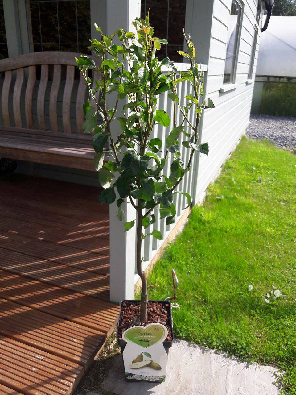 Dwarf Patio Conference Pear Tree in a 4L Pot, Miniature, Self-Fertile ...