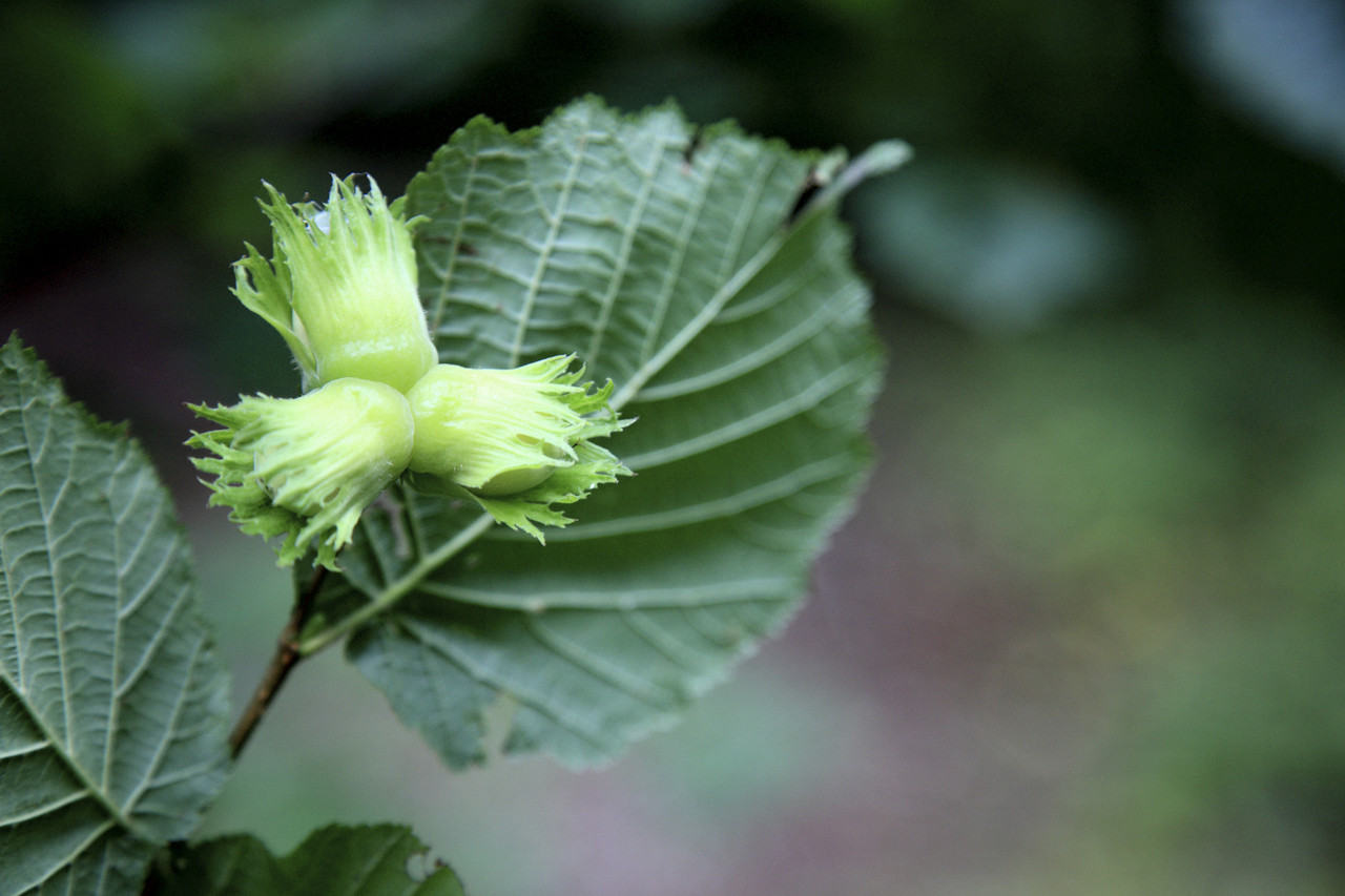 15 Hazel Plants, 40-60cm Flowering Edible Nut Hedge Wildlife Friendly ...