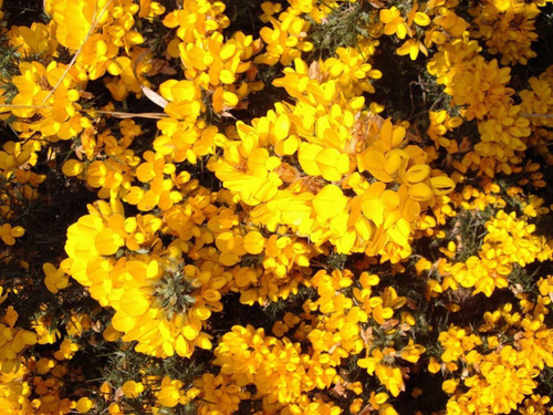 100 Gorse Hedging Bush,Prickly Furze Plants,Fragrant Yellow Whin ...