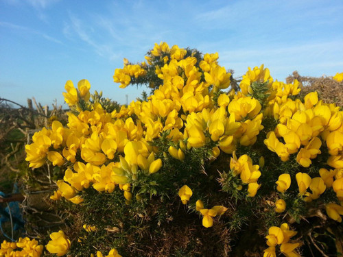 10 Gorse Hedging Bush,Prickly Furze Plants,Fragrant Yellow Whin ...