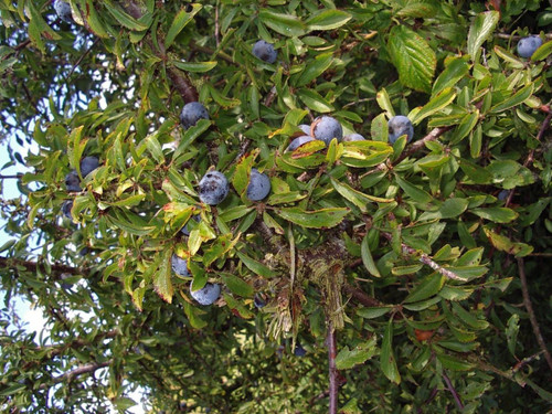 10 Blackthorn Hedging 2-3ft, Prunus Spinosa,Native Flowering Sloe Berry ...