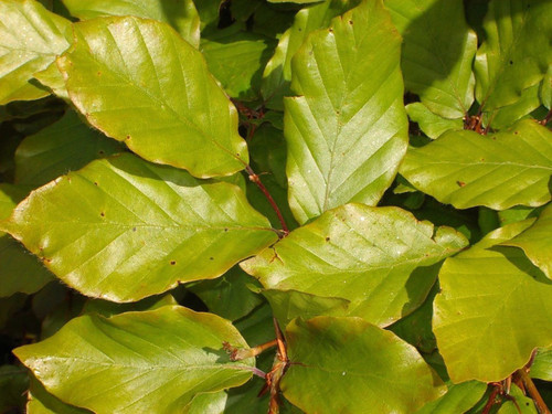 50m Wildlife Mixed Native Hedging Plants, 250 Plants, 6 Native ...