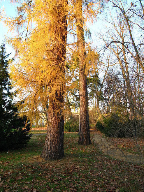 20 European Larch 40-60cm,Larix Decidua Plants,Native Tree With ...