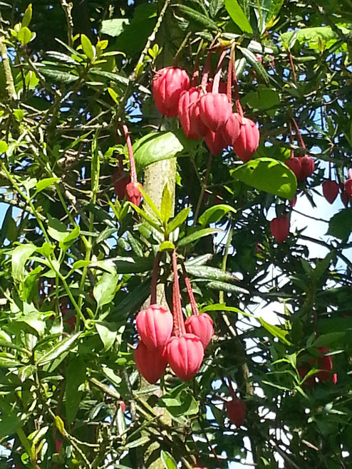 3 Crinodendron Hookerianum / Chile lantern tree 25-35cm Tall In a 2L ...