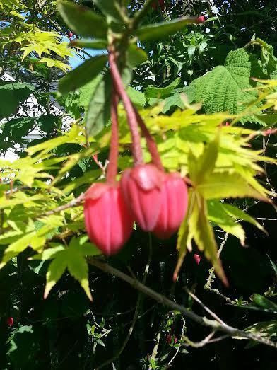 3 Crinodendron Hookerianum / Chile lantern tree 25-35cm Tall In a 2L ...
