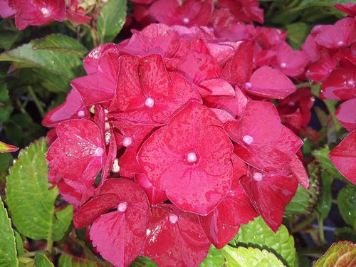 Hydrangea macrophylla 'Red Baron' In 2L Pot With Stunning Flowers ...