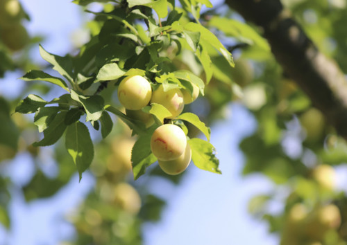 Dwarf Patio Golden Gage Plum Tree in a 5L Pot, Miniature, Self-Fertile ...