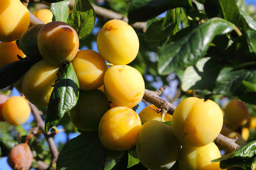 Dwarf Patio Golden Gage Plum Tree in a 5L Pot, Miniature, Self-Fertile ...