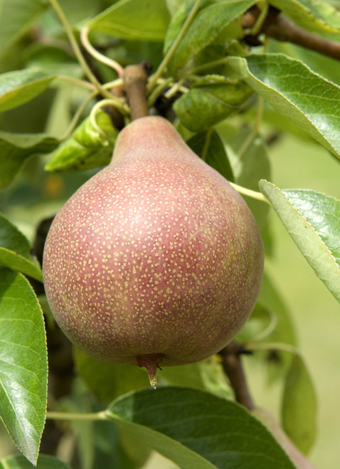 Clapps Favourite Pear Tree 3-4ft Tall in 4L Pot, Juicy Dessert Pear ...