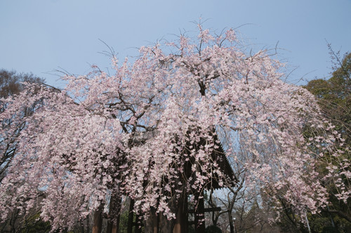 Cheal's Weeping Pink Flowering Cherry Tree 5-6ft, in a 3L Pot, P ...