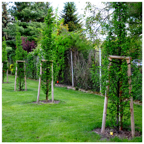 Hornbeam 'Fastigiata' 4-5ft Tall, Carpinus Betulus In a 2L Pot, Upright ...