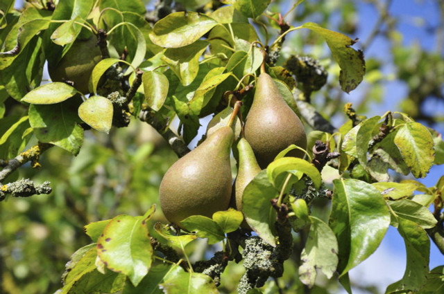 Dwarf Patio Conference Pear Tree in a 4L Pot, Miniature, Self-Fertile ...
