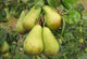 Dwarf Patio Conference Pear Tree in a 4L Pot, Miniature, Self-Fertile ...