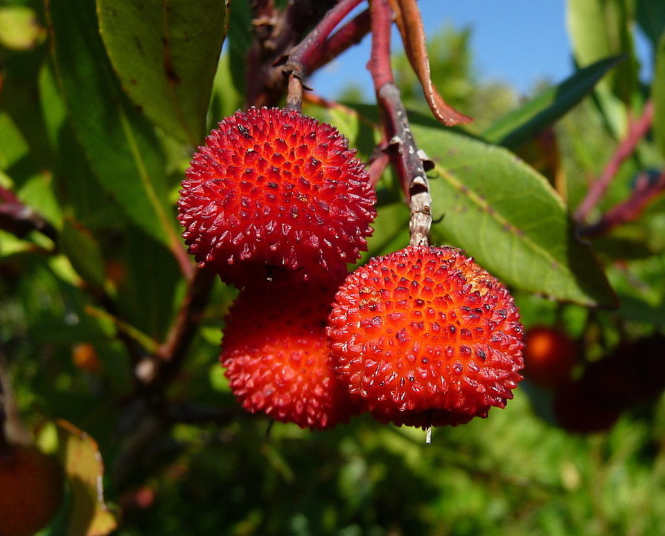 Compact Strawberry Tree / Arbutus Unedo Compacta In 2L Pot, Tasty Fruit ...