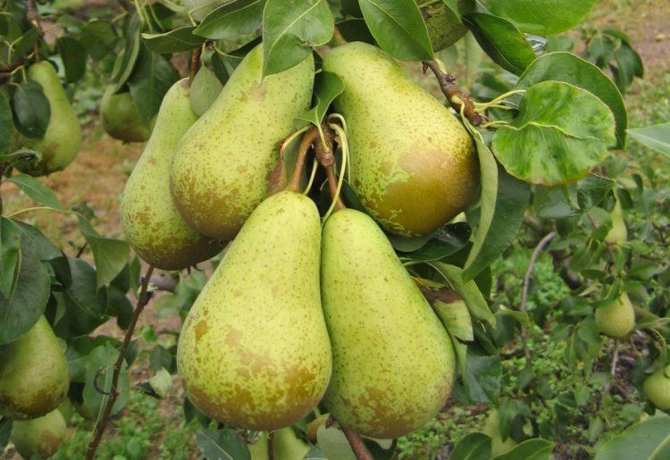 Dwarf Patio Conference Pear Tree in a 4L Pot, Miniature, Self-Fertile ...