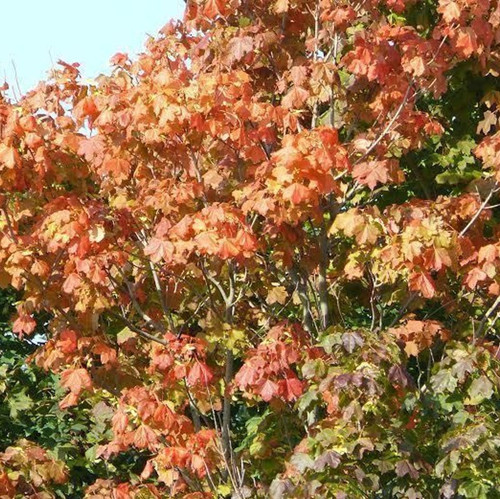 10 Sycamore Maple Trees, 40-60cm Acer Pseudoplatanus Hedge,Stunning ...