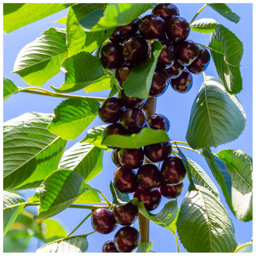 Hedelfinger Cherry Tree 4-5ft Tall, Ready to Fruit, Juicy & Sweet Dark ...