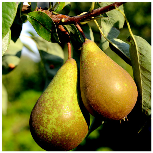 Dwarf Patio Doyenne Du Comice Pear Tree in a 4L Pot, Miniature, Dessert ...