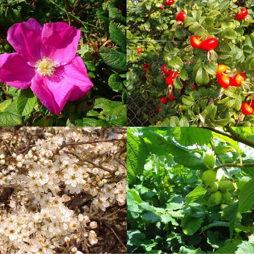 25m Wildlife Mixed Native Hedging Plants, 125 Plants, 6 Native ...