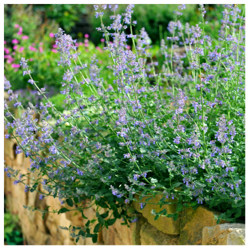 Nepeta 'Six Hills Giant' / Catmint In 2L Pot, Attractive Aromatic ...