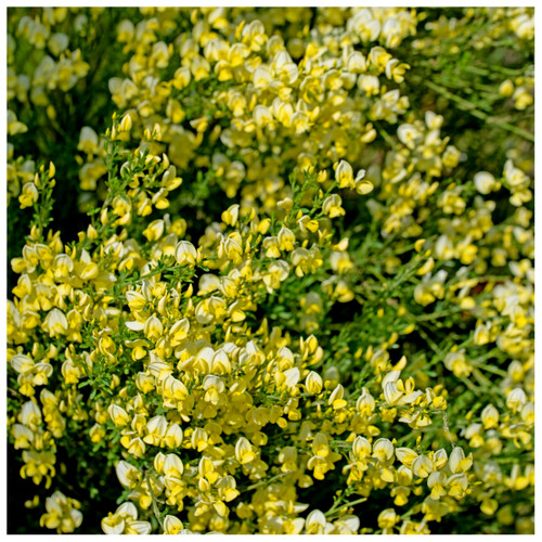 Cytisus 'Luna' Broom Plant In 3L Pot, Stunning Fragrant White/Yellow ...