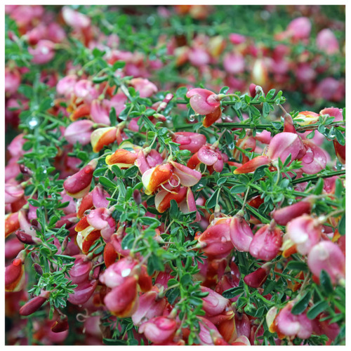 Cytisus 'Zeelandia' Broom Plant In 2L Pot, Stunning Fragrant Pink and ...