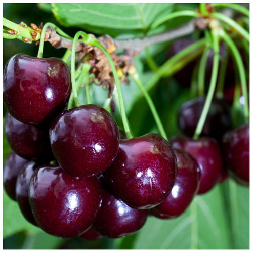 Dwarf Van Cherry Tree in a 5L Pot, Large, Dark Red, Sweet & Juicy ...
