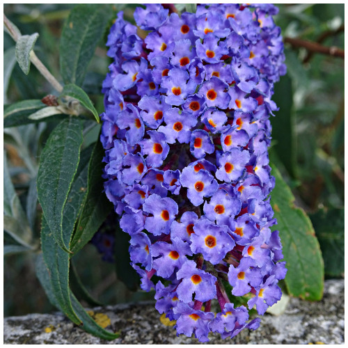 Buddleia davidii 'Empire Blue' in 9cm Pot Buddleja Butterfly Bush ...