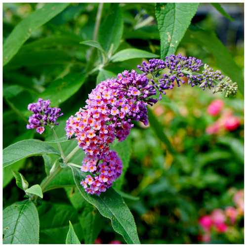 Buddleia 'Flower Power' in 9cm Pot Buddleja Butterfly Bush - Beechwoodtrees