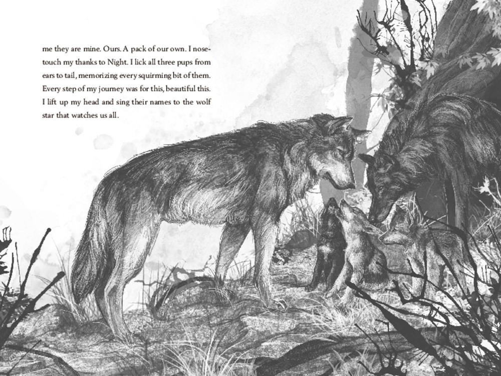 A Wolf Called Wander - Mass Audubon Shop